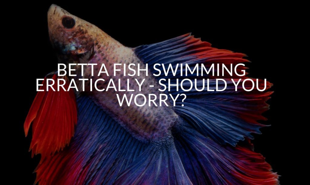 Velvet In Bettas - Everything You Need To Know! - Betta Care Fish Guide
