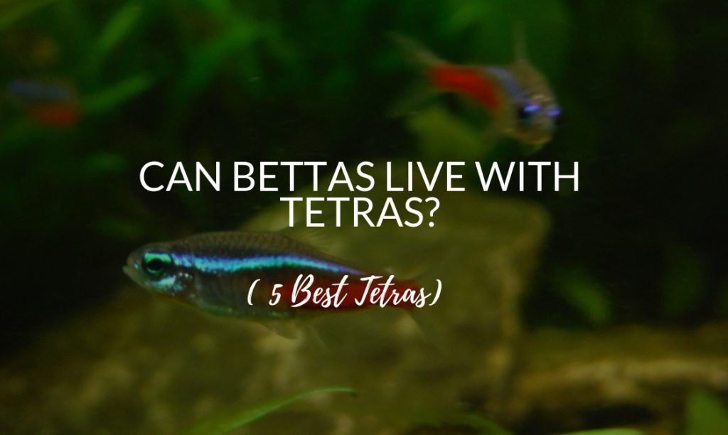Tuberculosis In Betta Fish - Can It Be Cured? - Betta Care Fish Guide