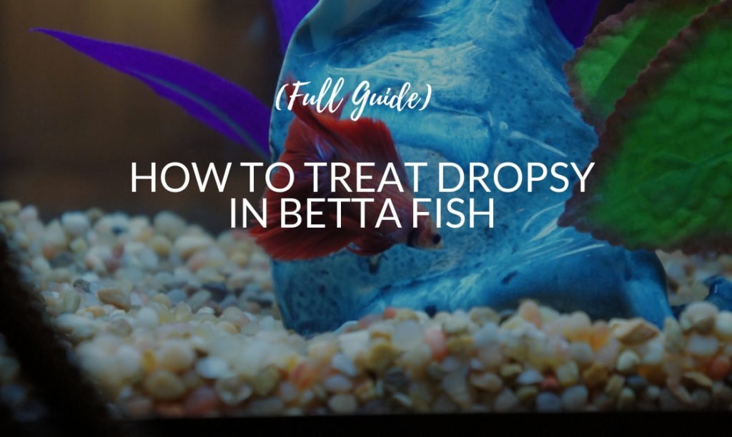 Betta Hole In The Head Guide - Betta Care Fish Guide
