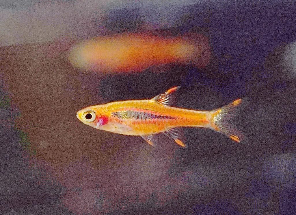 10 Types Of Pencil Fish & What They Need!