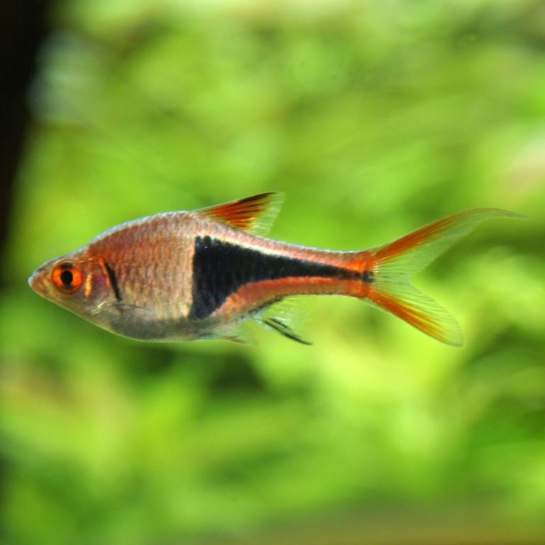 22 Types Of Freshwater Goby (Common To Rare)