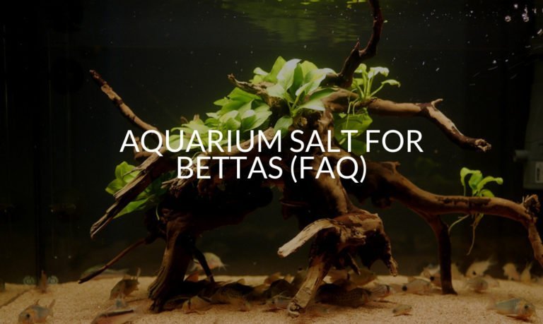 How To Give A Betta An Epsom Salt Bath (& When To) - Betta Care Fish Guide