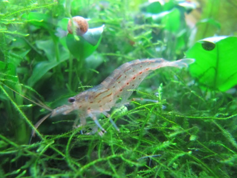 Java Moss For Betta Fish (Is It Good?) - Betta Care Fish Guide