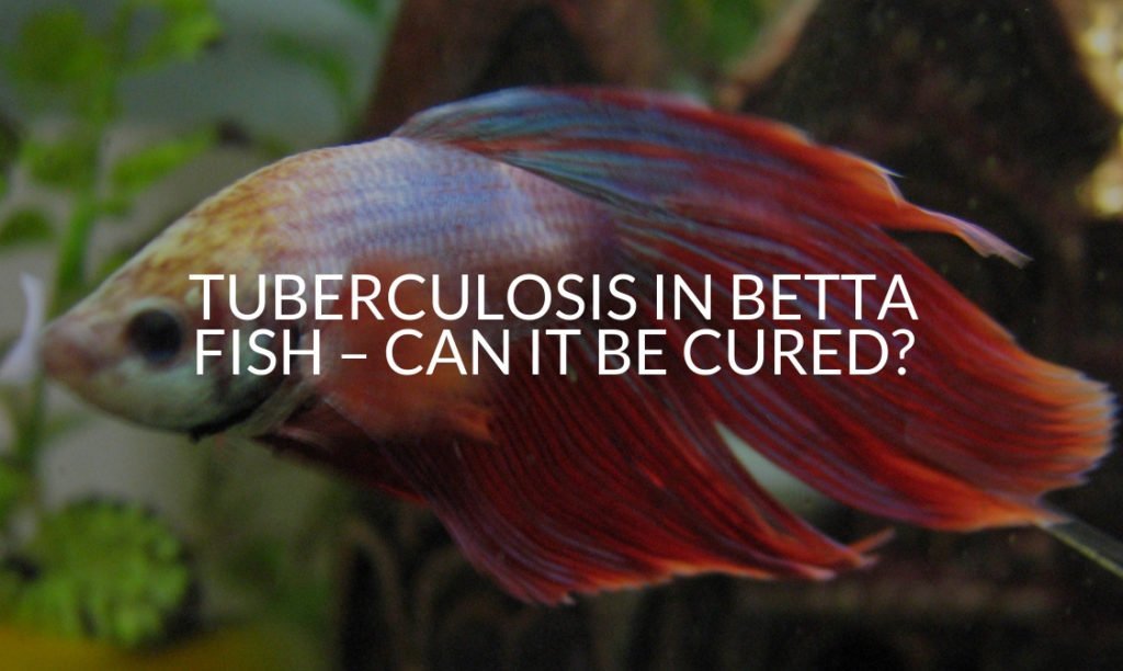 Tuberculosis In Betta Fish - Can It Be Cured?