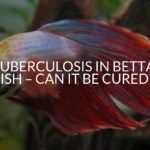 Betta Fish Tumor Guide (Can You Save Them?) - Betta Care Fish Guide
