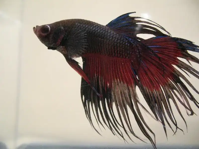 Aquarium Salt For Bettas (FAQ)