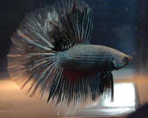 Stressed Betta Fish Guide (Symptoms, Causes, Treatments)
