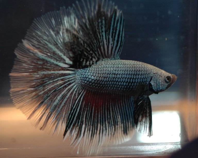 Stressed Betta Fish Guide (Symptoms, Causes, Treatments)