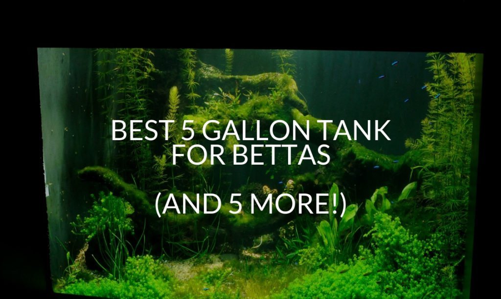 Velvet In Bettas - Everything You Need To Know! - Betta Care Fish Guide