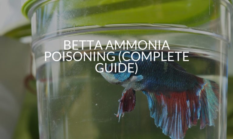 Columnaris In Bettas (Cotton Wool Disease Cure) - Betta Care Fish Guide