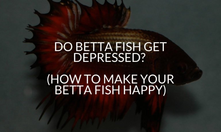 Tuberculosis In Betta Fish - Can It Be Cured? - Betta Care Fish Guide