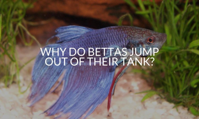5 Causes Of Vertical Death Hang In Bettas - Betta Care Fish Guide