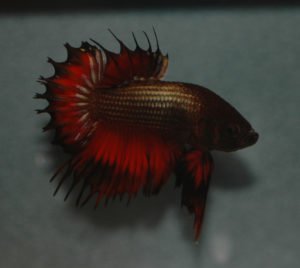 Betta Fish Poop (And Why You Need To Know About It)
