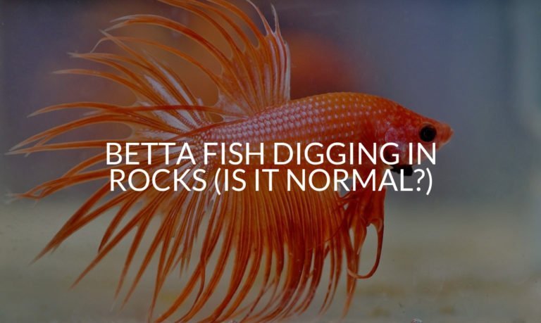 Velvet In Bettas - Everything You Need To Know! - Betta Care Fish Guide