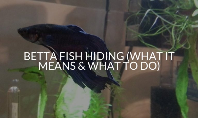 How To Care For & Feed A Blind Betta Fish - Betta Care Fish Guide