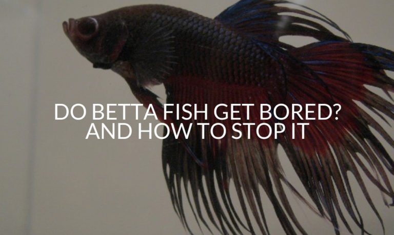 4 Ways To Stop Your Betta Attacking Snails - Betta Care Fish Guide