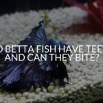 How To Treat Fin Rot In Bettas (Full Guide) - Betta Care Fish Guide