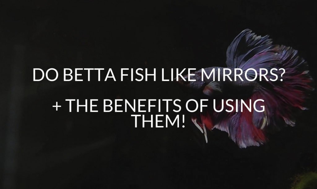Betta Hole In The Head Guide - Betta Care Fish Guide