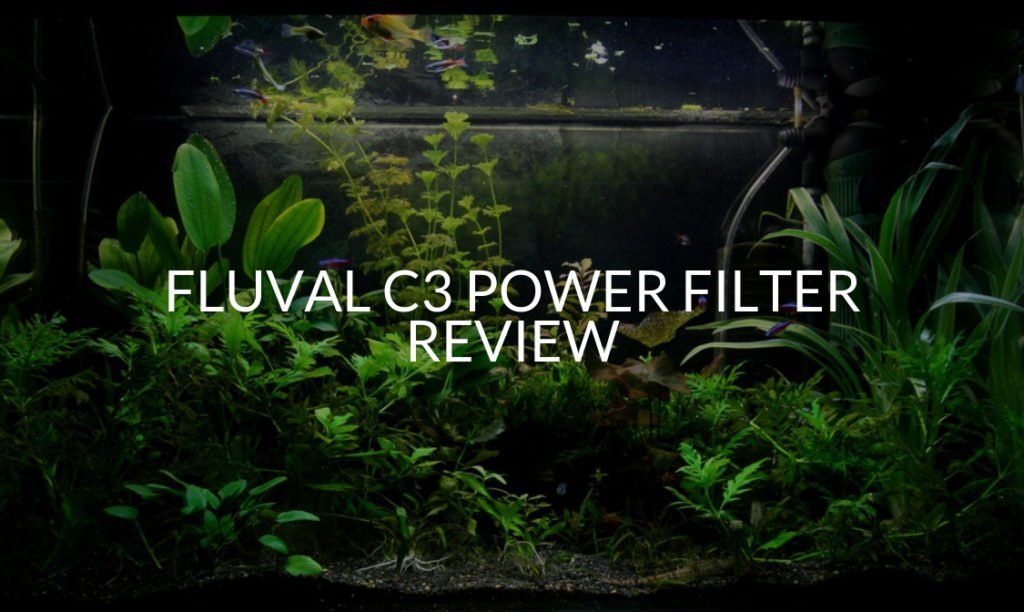 Fluval Edge 6 Gallon Review (A Tank For Bettas?) - Betta Care Fish Guide