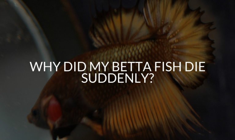 5 Causes Of Vertical Death Hang In Bettas - Betta Care Fish Guide
