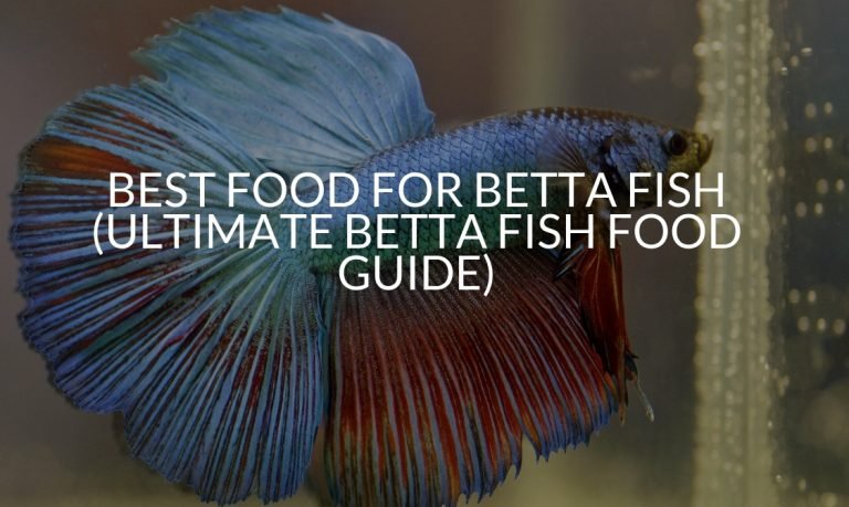 Tuberculosis In Betta Fish - Can It Be Cured? - Betta Care Fish Guide