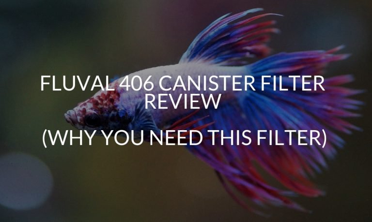 Fluval Edge 6 Gallon Review (A Tank For Bettas?) - Betta Care Fish Guide