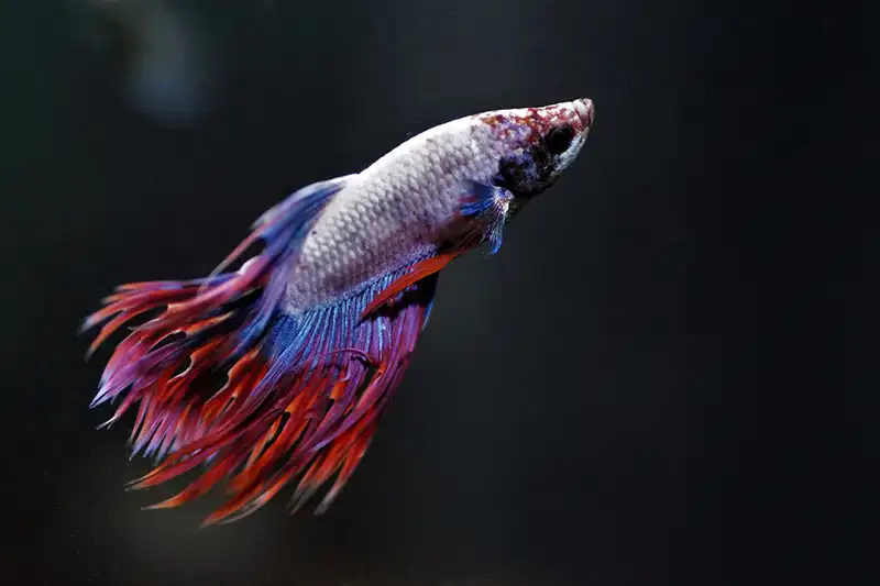 How Long Do Betta Fish Live? Essential Tips to Extend Their Lifespan