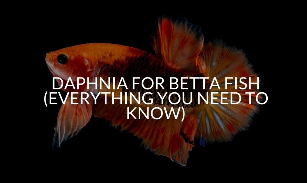 Tuberculosis In Betta Fish - Can It Be Cured? - Betta Care Fish Guide
