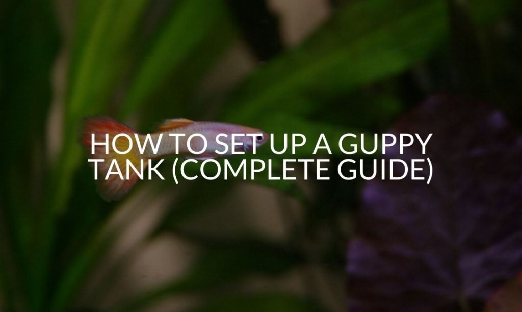 Guppy Tank Setup - Betta Care Fish Guide