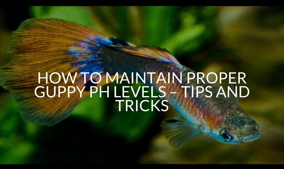 How to Maintain Ideal Guppy pH Levels (Easily) - Betta Care Fish Guide