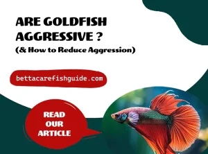 Betta Care Fish Guide - Your guide to Take Care of a Betta