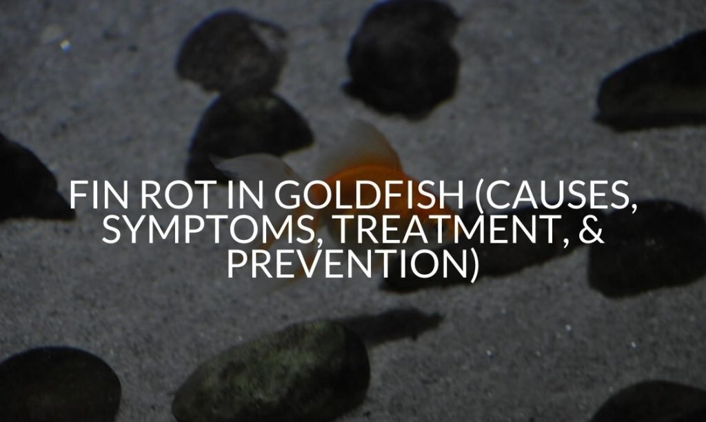 Fin Rot in Goldfish (Causes, Symptoms, Treatment, & Prevention)