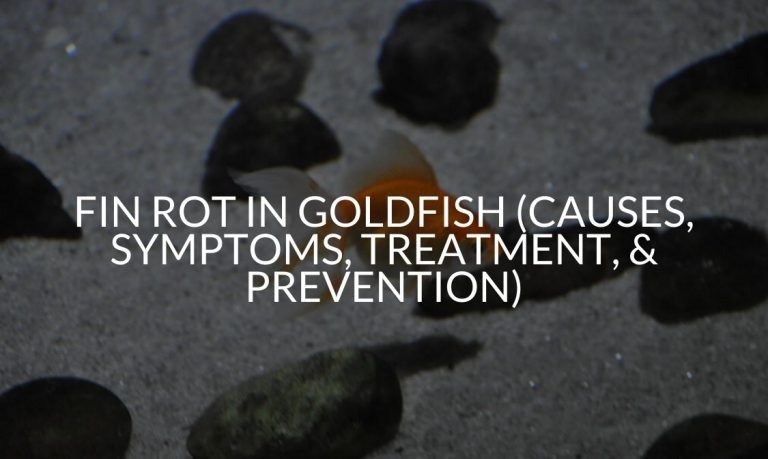 Tuberculosis In Betta Fish - Can It Be Cured? - Betta Care Fish Guide