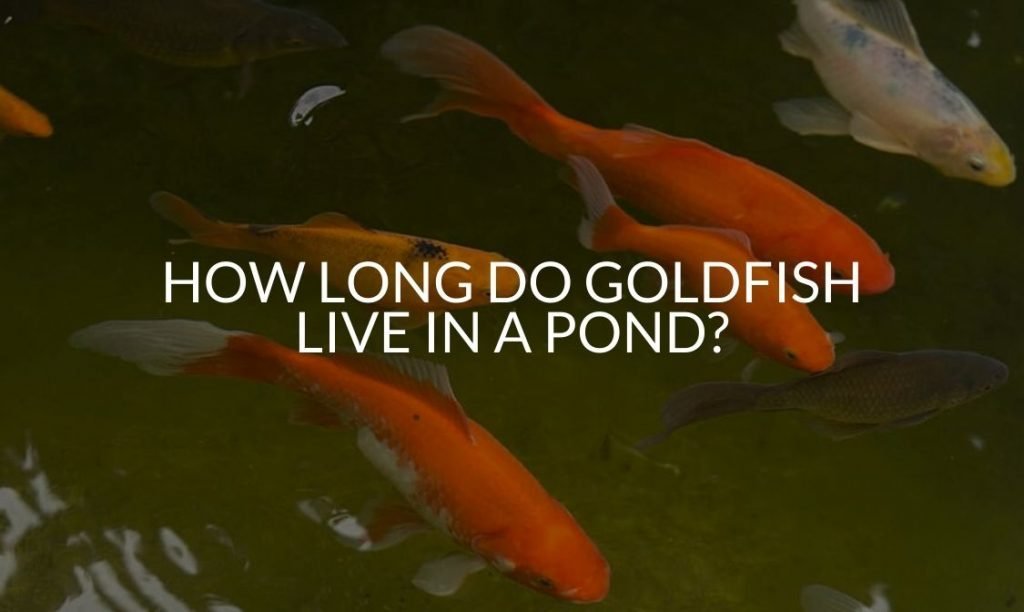 How Long Do Goldfish Live In A Pond?
