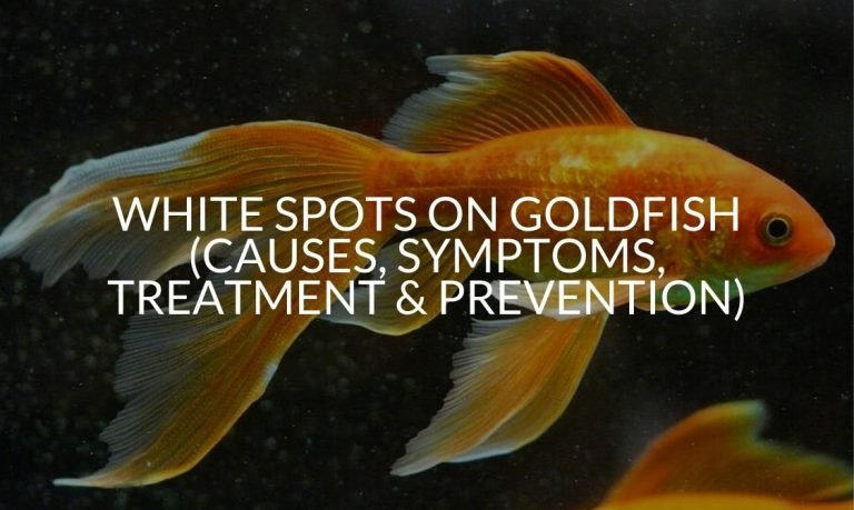White Spots On Goldfish (Causes, Symptoms, Treatment & Prevention)