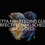 Guppy Feeding Guide (Proven Advice For A Long Life) - Betta Care Fish Guide