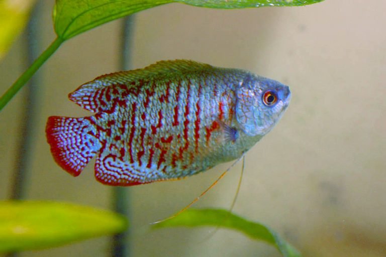 22 Types Of Freshwater Goby (Common To Rare)