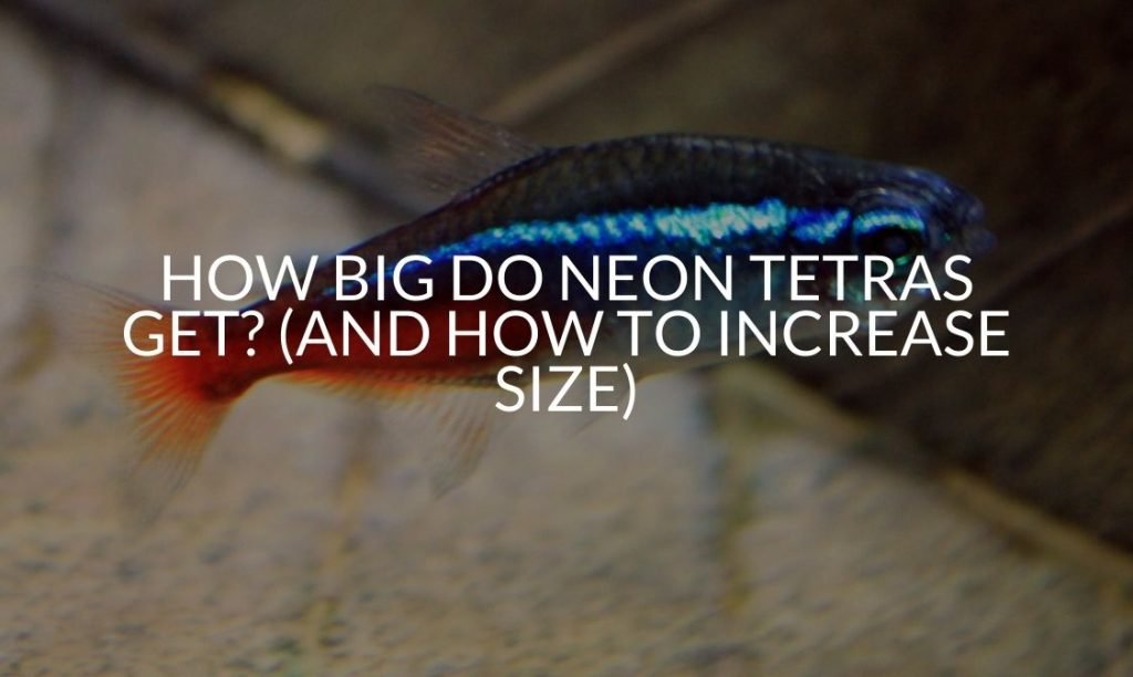 Neon Tetra Care - Betta Care Fish Guide