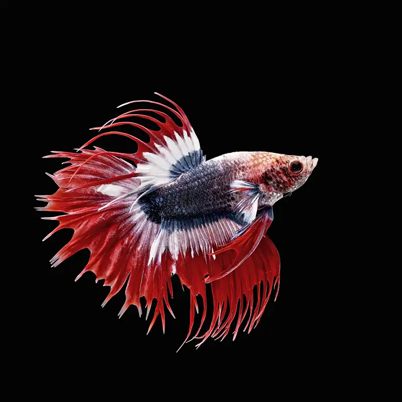 Types Of Betta: Tail Type, Color, Patterns With Pictures