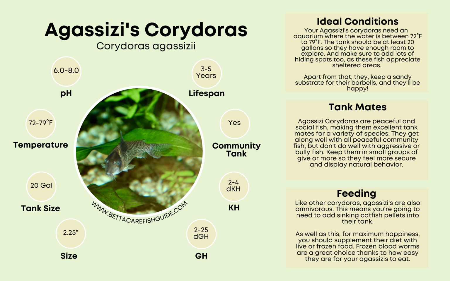 27 Types Of Corydoras With Pictures (& How To Care For Them) - Betta ...