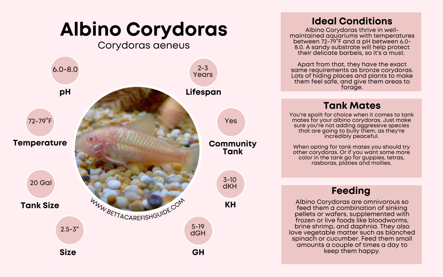 27 Types Of Corydoras With Pictures (& How To Care For Them) - Betta ...