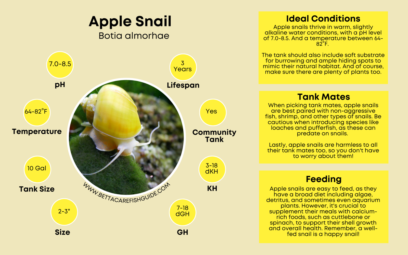 13 Types Of Aquarium Snail (And How To Look After Them) - Betta Care ...