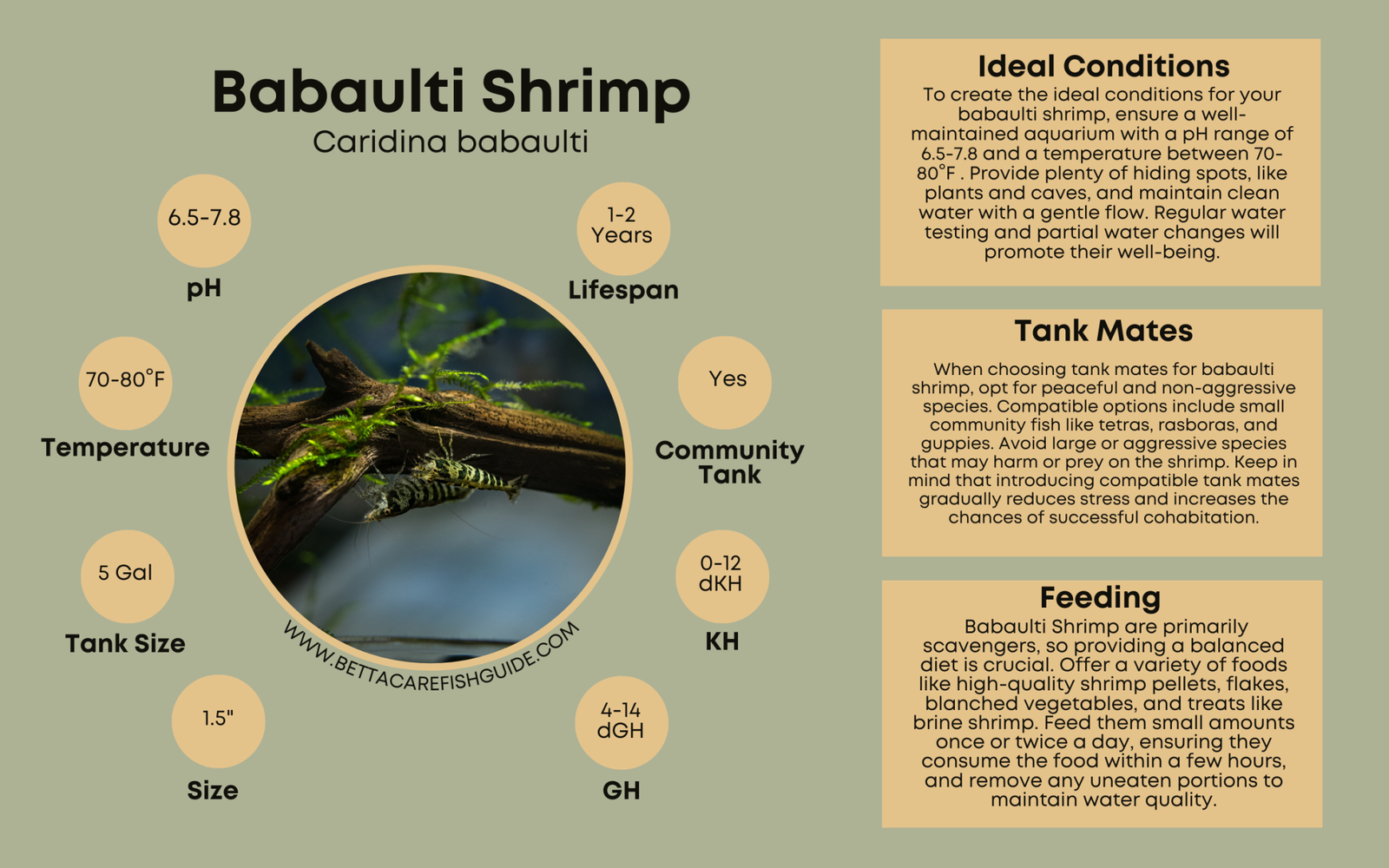 34 Freshwater Shrimp (Where To Buy Them & Free Care Guides) - Betta ...