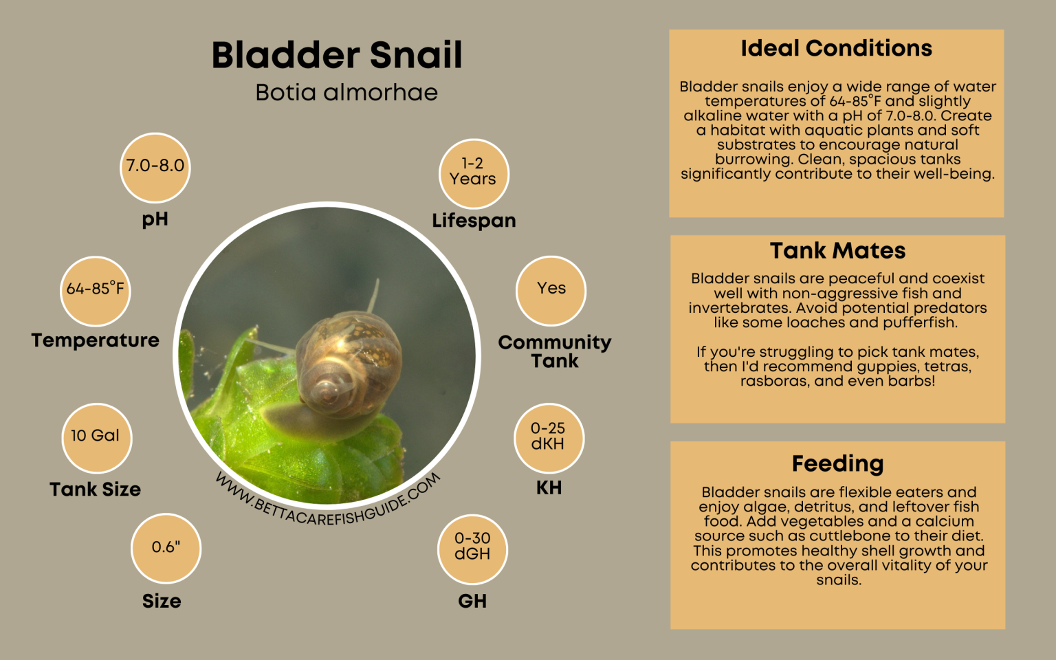 13 Types Of Aquarium Snail (And How To Look After Them) - Betta Care ...