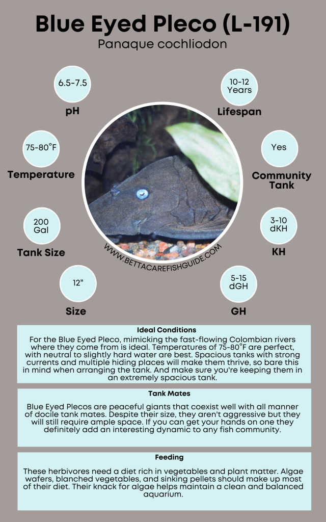 25 Types Of Plecos: Which Is Best & How To Care For Them - Betta Care ...