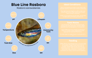 27 Different Types Of Rasbora (& How To Care For Them)