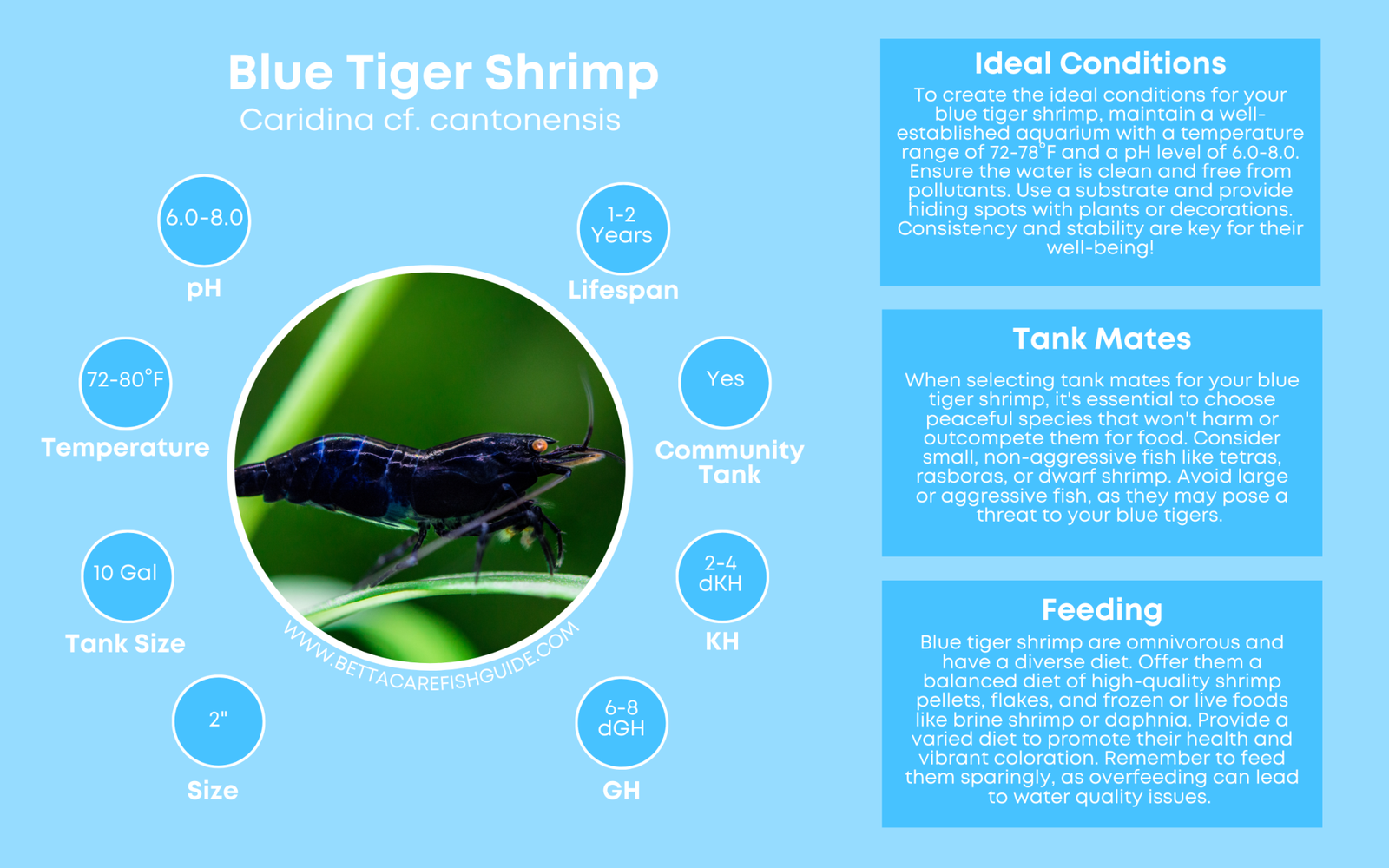 34 Freshwater Shrimp (Where To Buy Them & Free Care Guides) - Betta ...