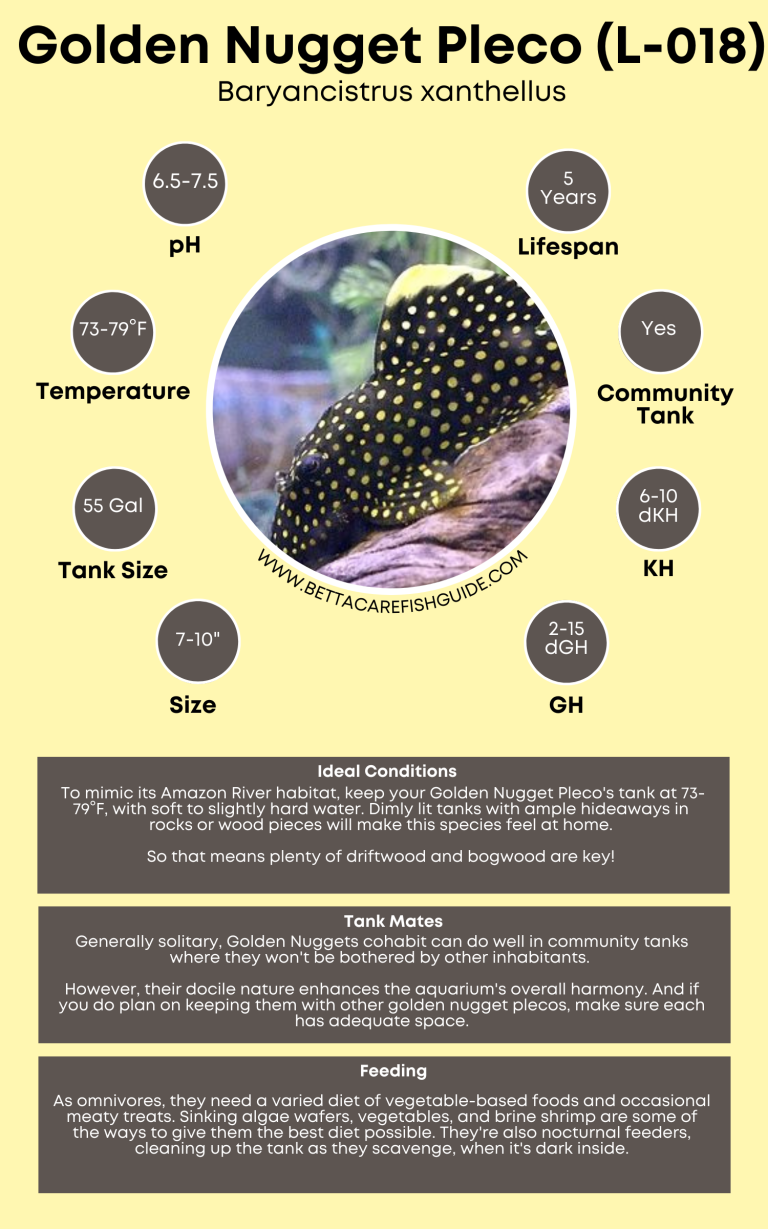 25 Types Of Plecos: Which Is Best & How To Care For Them - Betta Care ...