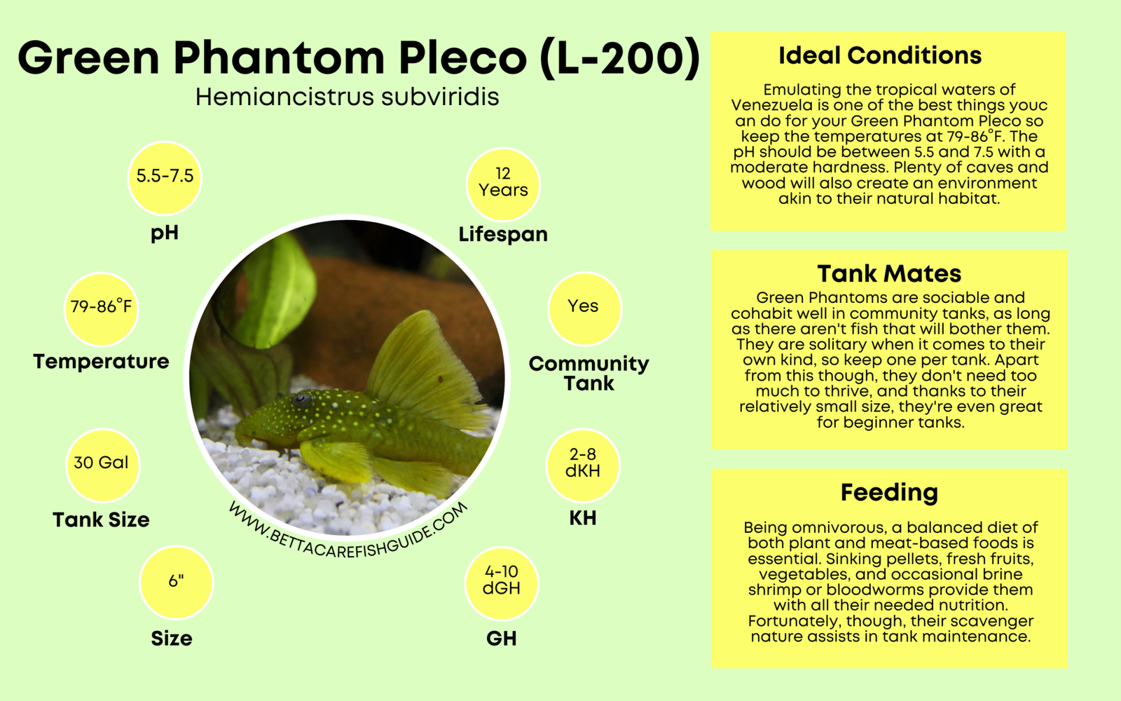 25 Types Of Plecos: Which Is Best & How To Care For Them - Betta Care ...