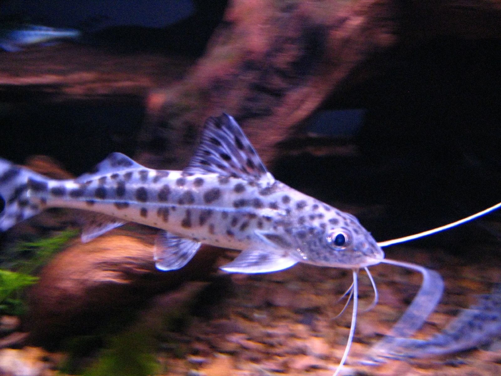 41 Amazing Aquarium Catfish (& Which Ones To Avoid)